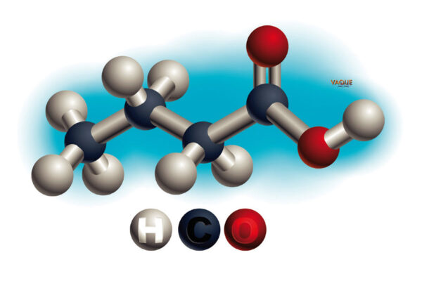 ÁCIDO BUTÍRICO, Salud en el Intestino – IFBB Academy